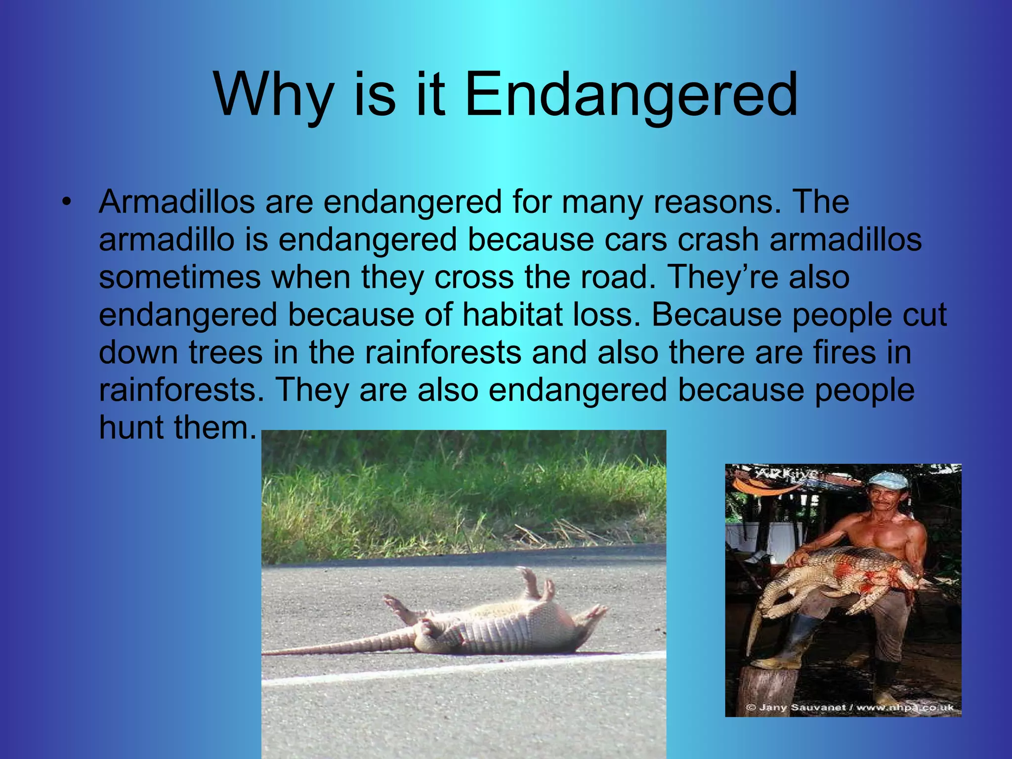 The armadillo | PPT