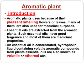 The aromatic plants.pptx