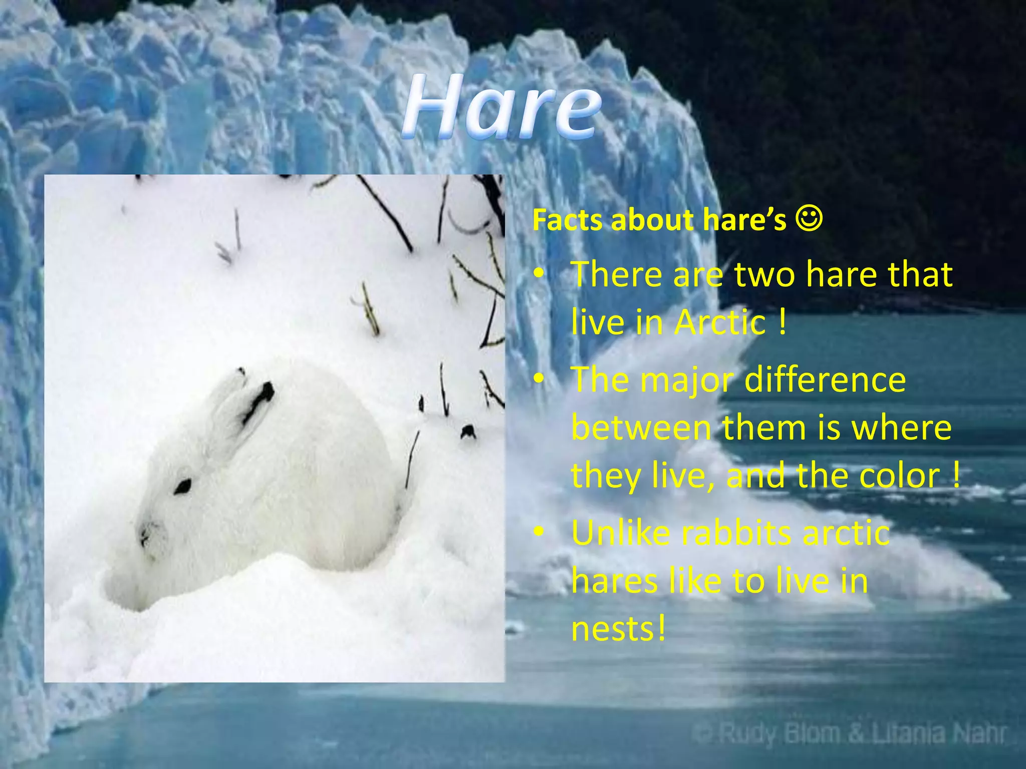 The artic presentation | PPTX