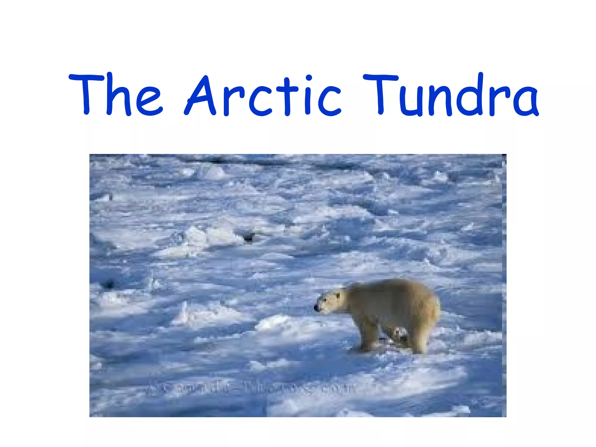 The artic tundra | PPT