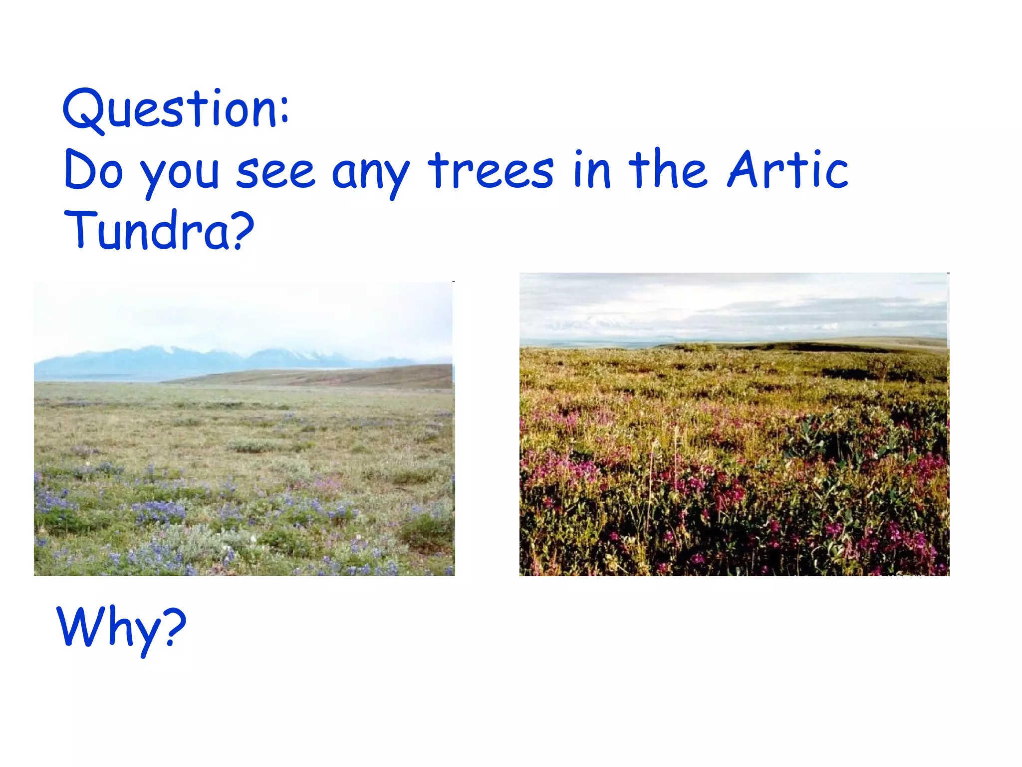 The artic tundra | PPT