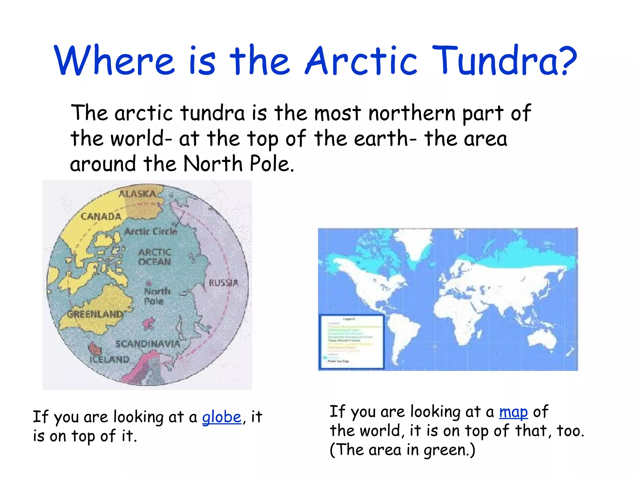 The artic tundra | PPT