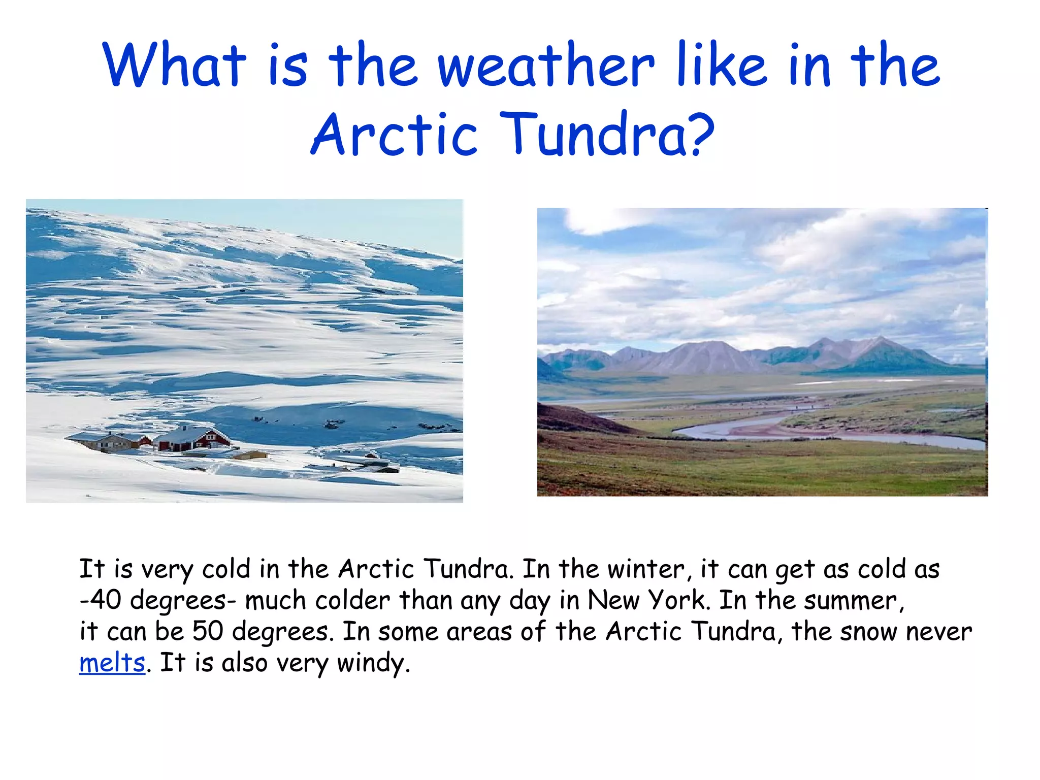 The artic tundra | PPT
