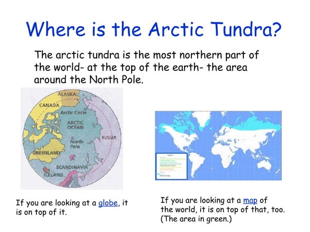 The artic tundra | PPT