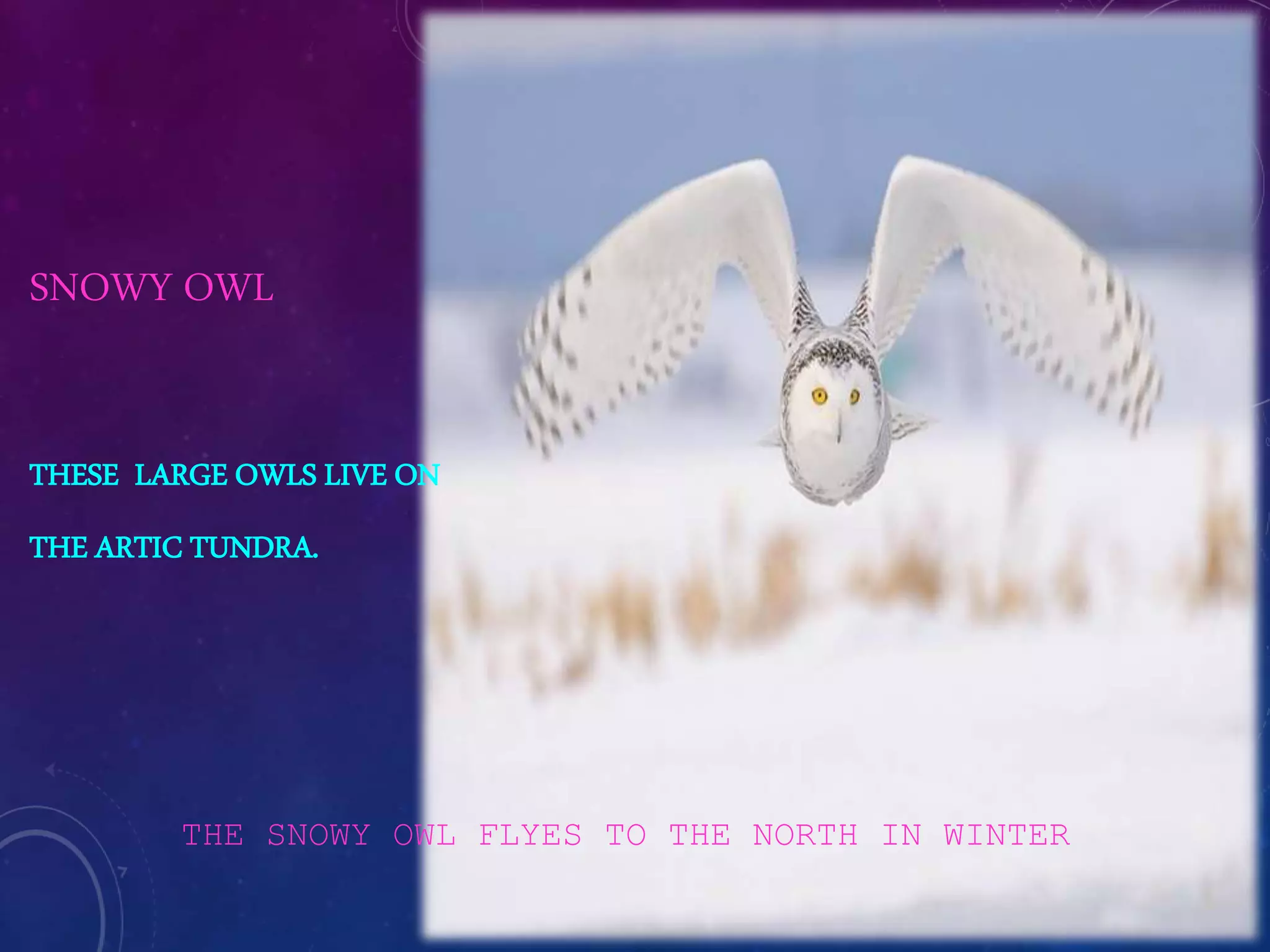 The artic wildlife | PPTX