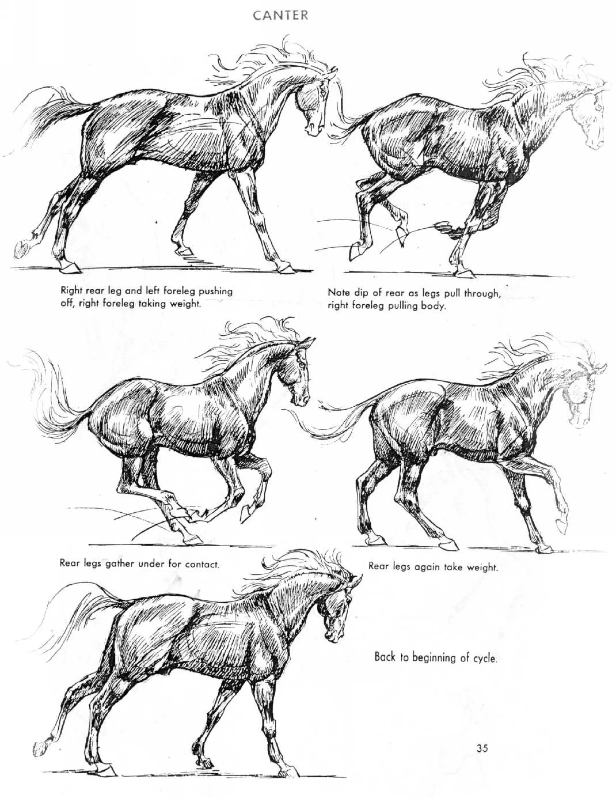 The art of_animal_drawing | PDF