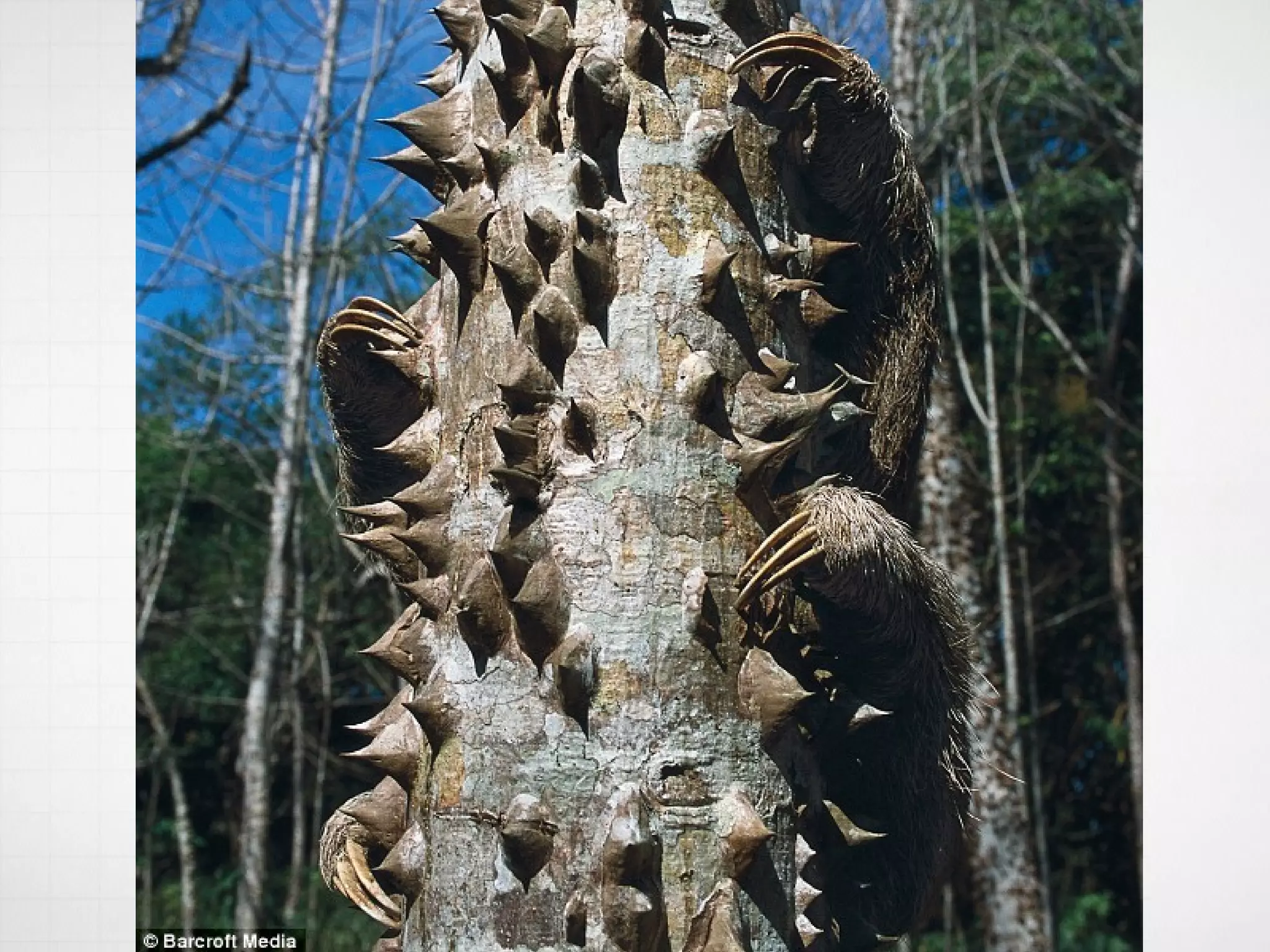 The art of disguise | PPT