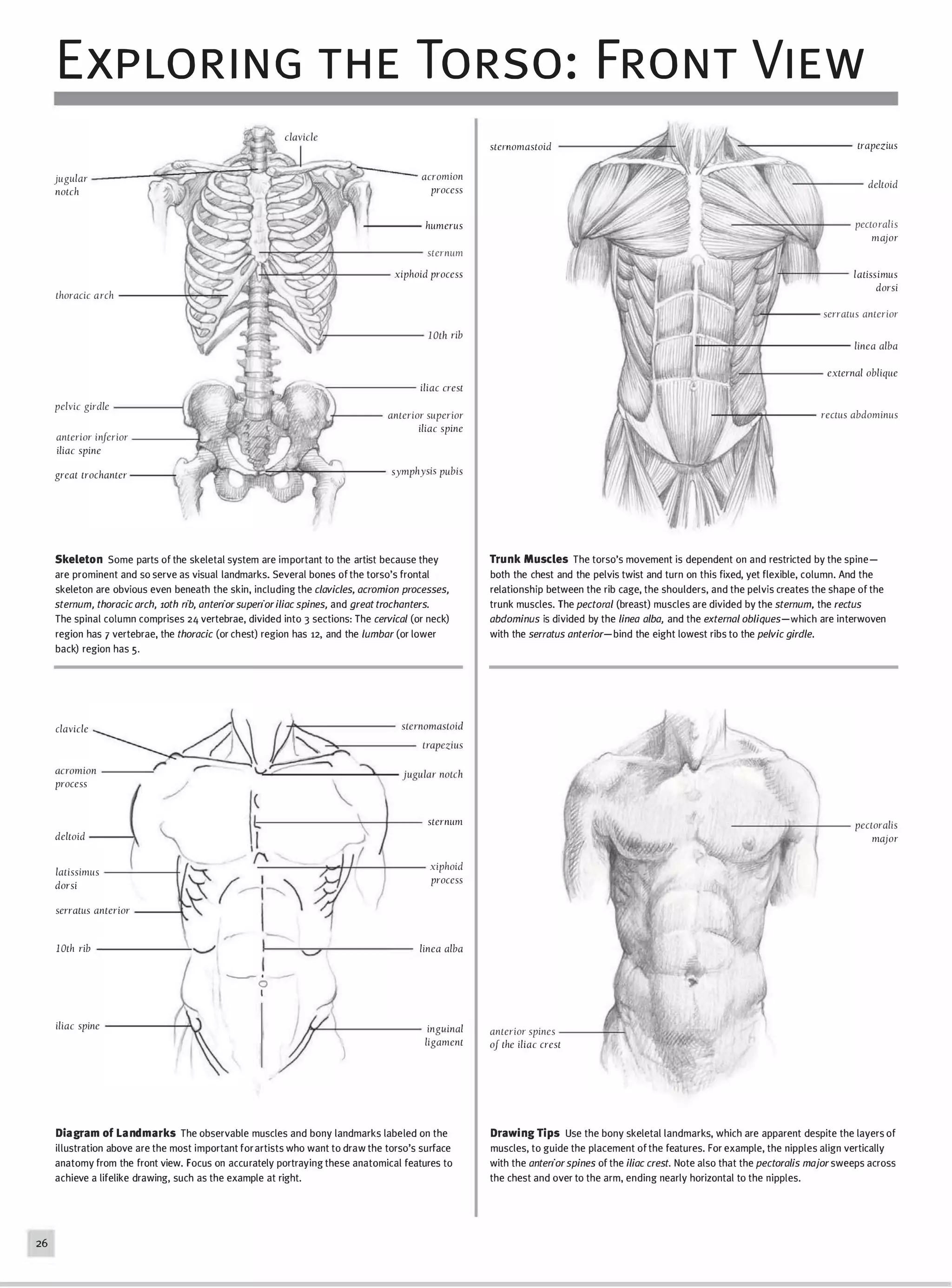 The art of drawing people | PDF