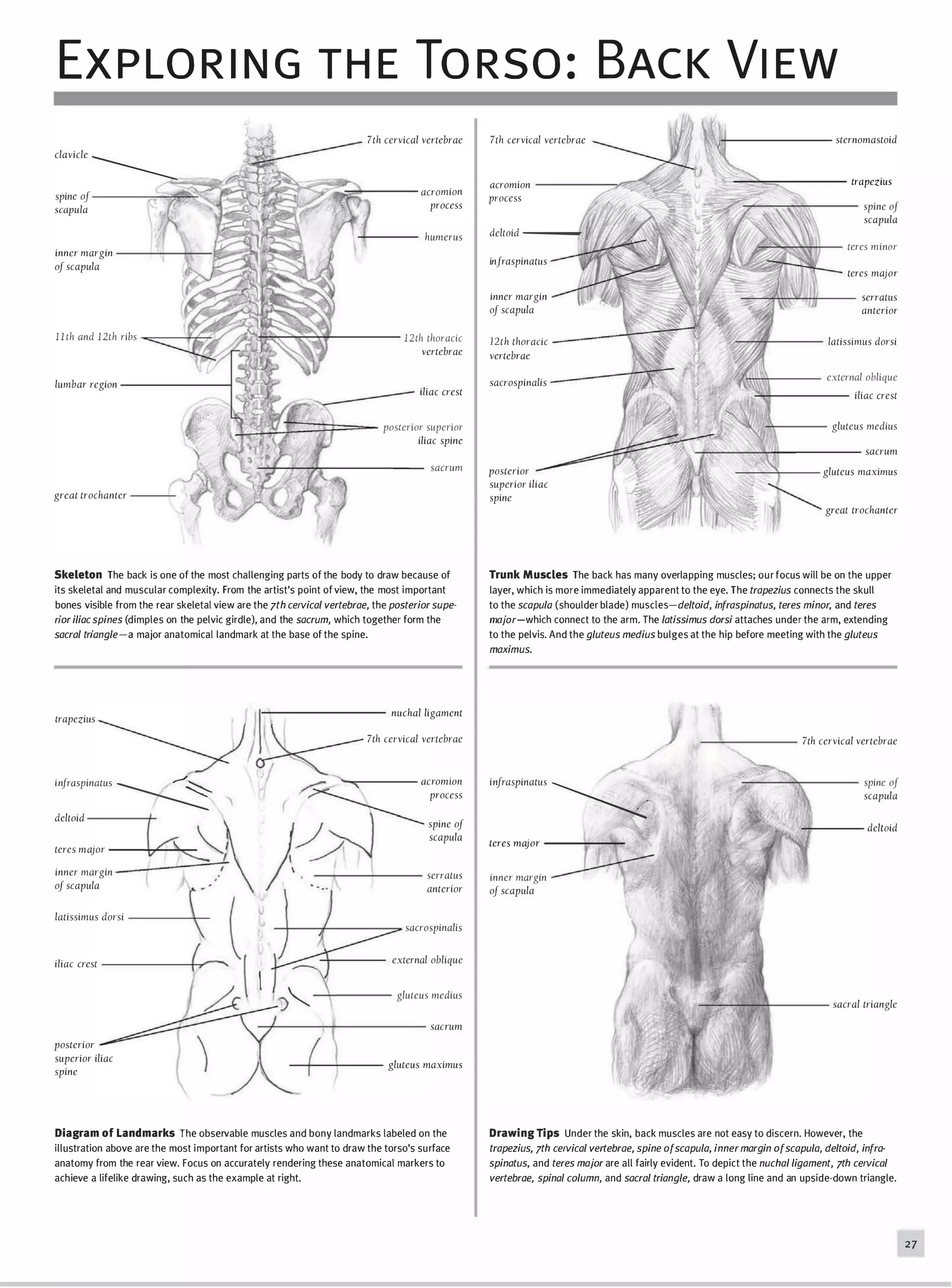 The art of drawing people | PDF