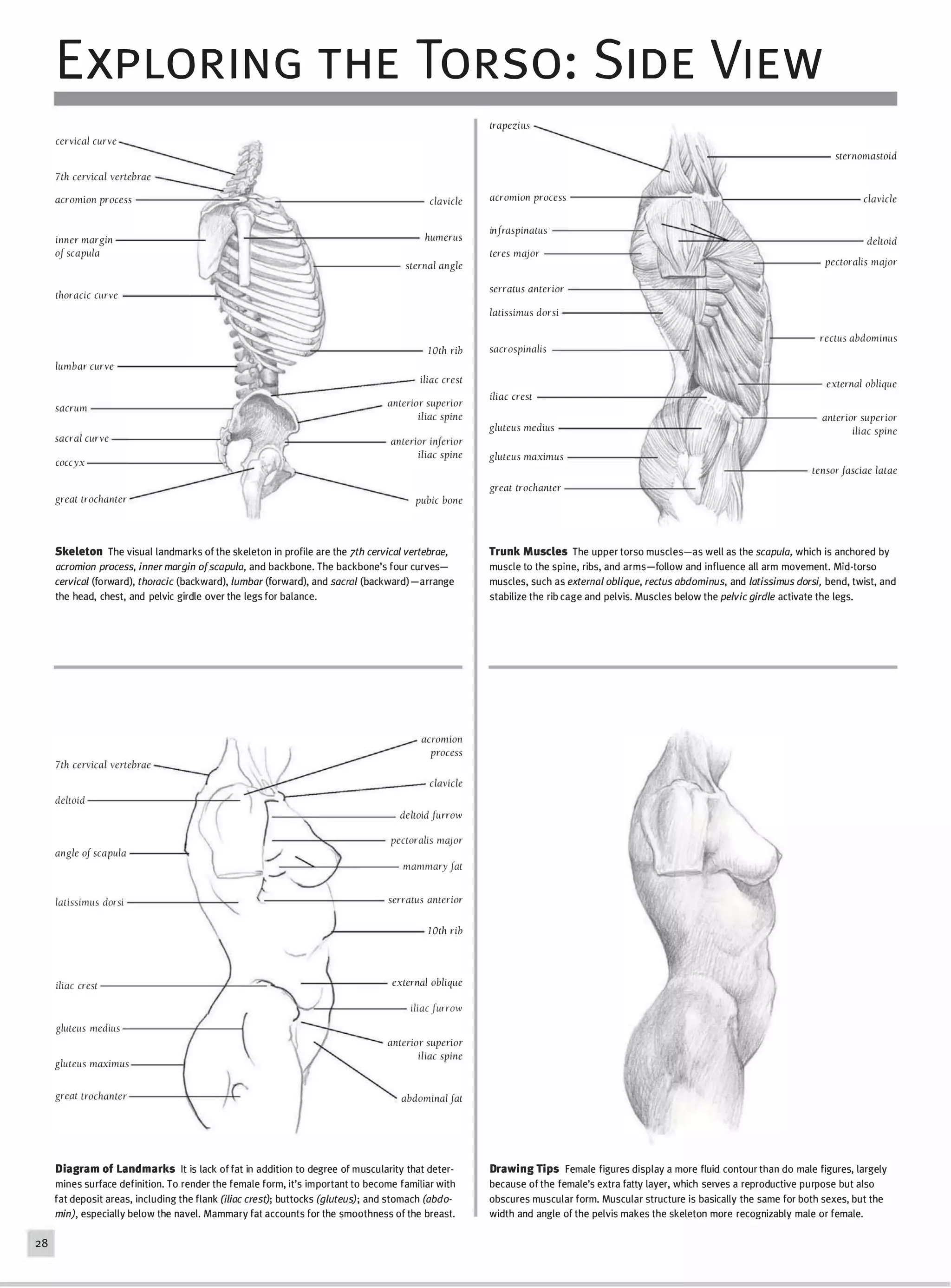 The art of drawing people | PDF