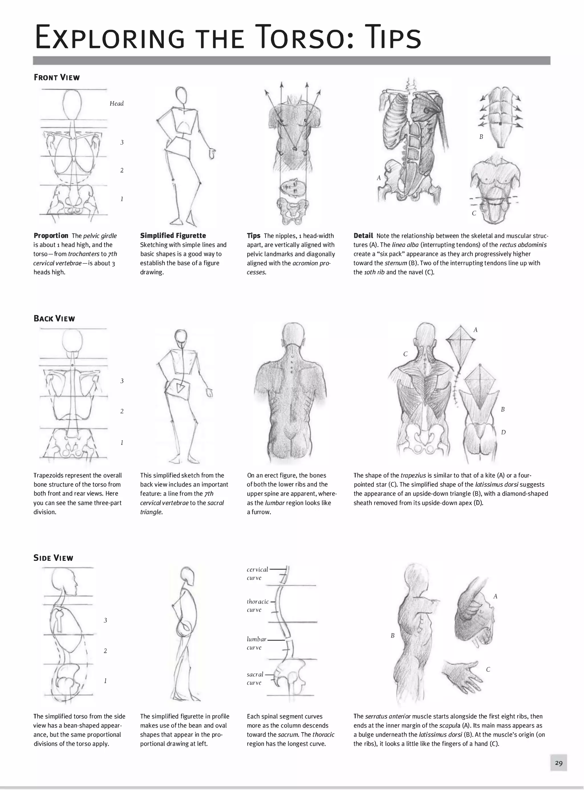 The art of drawing people | PDF