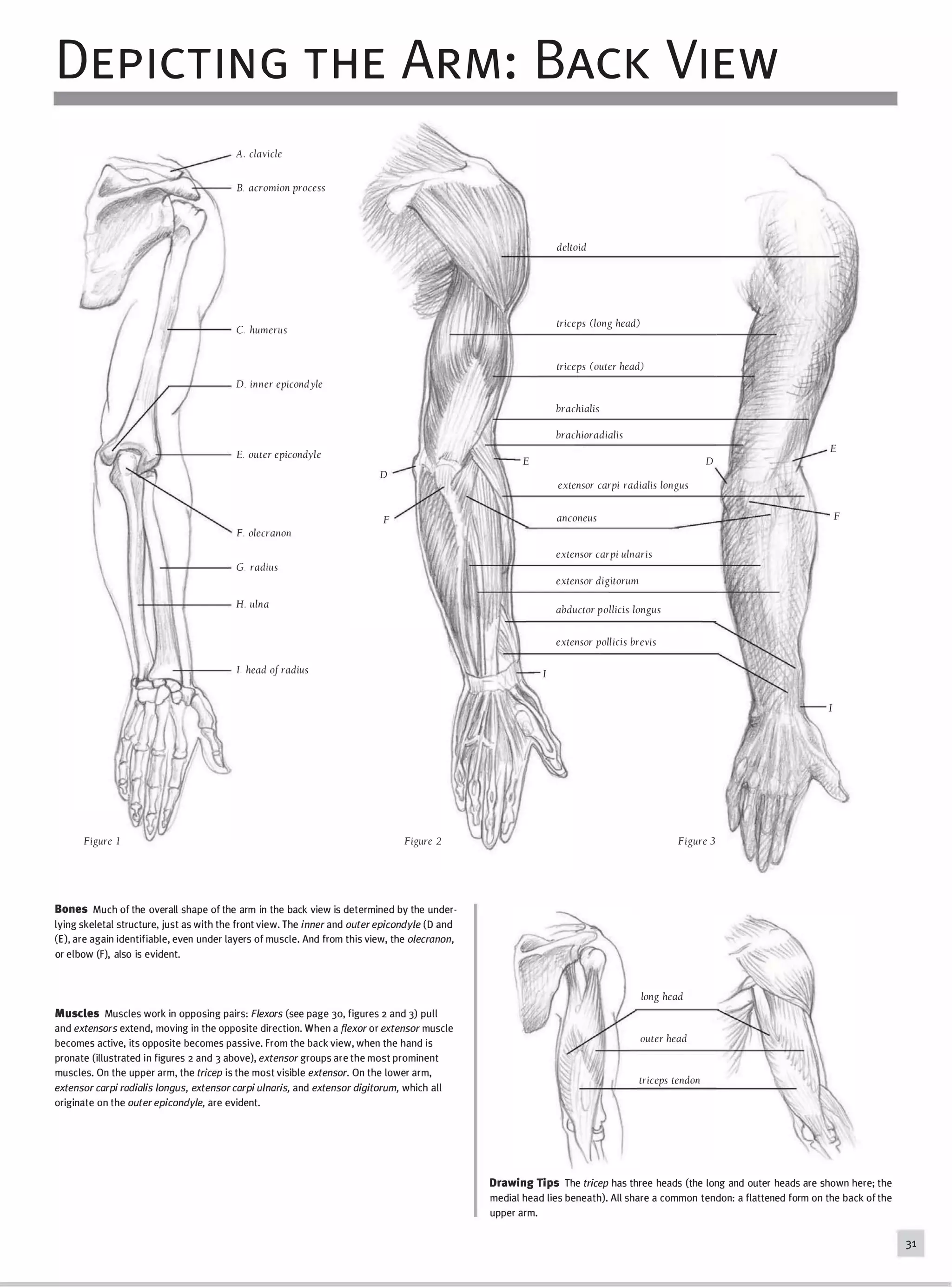 The art of drawing people | PDF