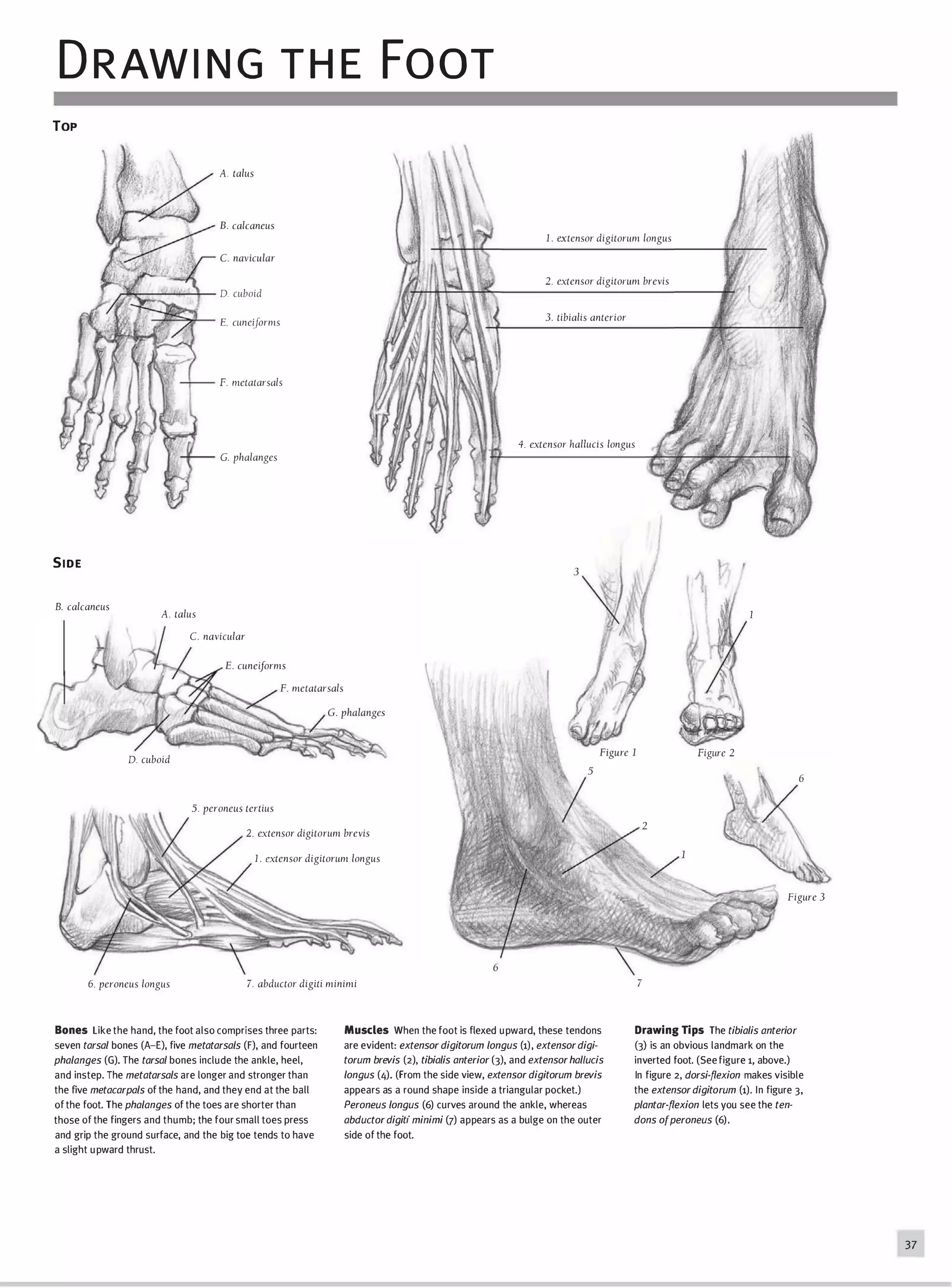 The art of drawing people | PDF