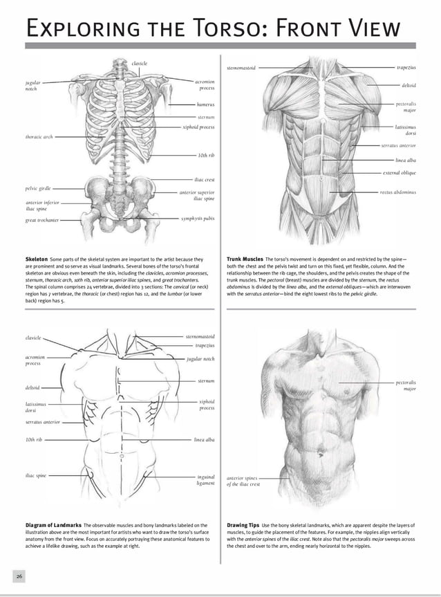 The art of drawing people | PDF