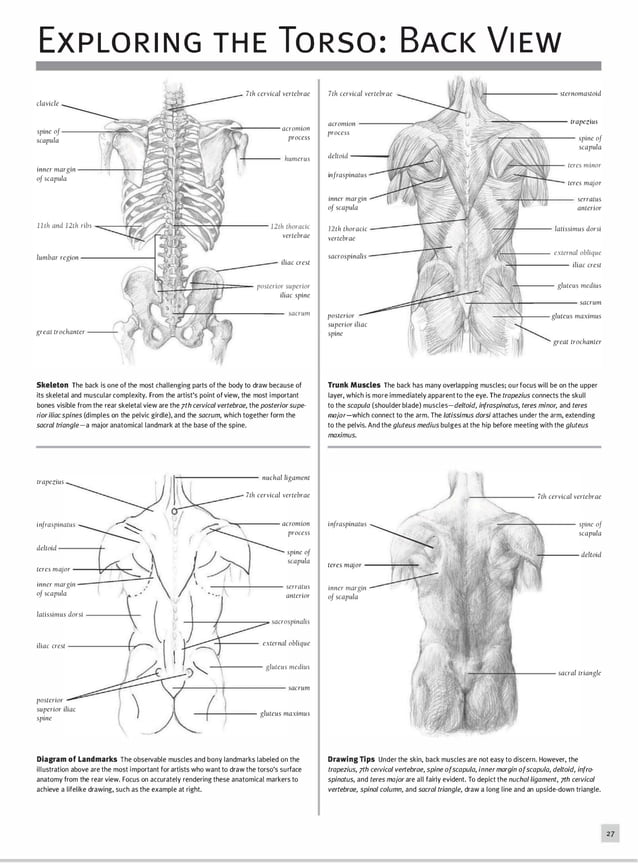 The art of drawing people | PDF