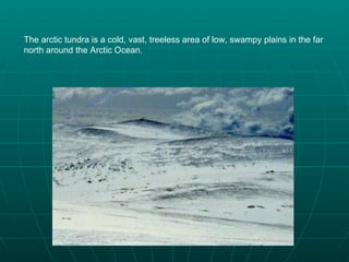 The Awesome Tundra | PPT