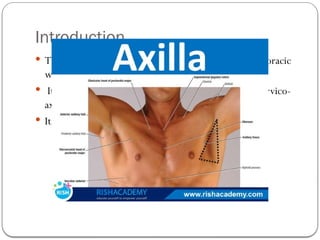 The Axilla.pptx Axillary artery, brachial plexus | PPT