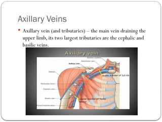 The Axilla.pptx Axillary artery, brachial plexus | PPT
