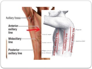 The Axilla.pptx Axillary artery, brachial plexus | PPT