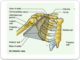 The Axilla.pptx Axillary artery, brachial plexus | PPT