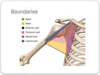 The Axilla.pptx Axillary artery, brachial plexus | PPTX