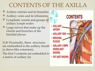 THE AXILLA OF THE UPPER LIMB AND ITS CONTENTS | PPT