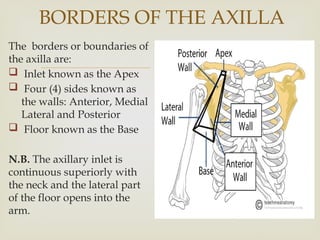 THE AXILLA OF THE UPPER LIMB AND ITS CONTENTS | PPT