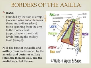 THE AXILLA OF THE UPPER LIMB AND ITS CONTENTS | PPT