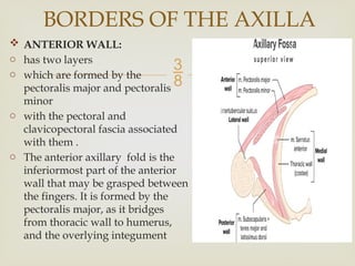 THE AXILLA OF THE UPPER LIMB AND ITS CONTENTS | PPT