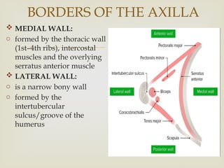 THE AXILLA OF THE UPPER LIMB AND ITS CONTENTS | PPT