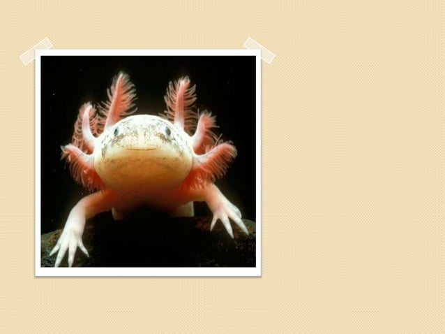 The Axolotl | PPTX