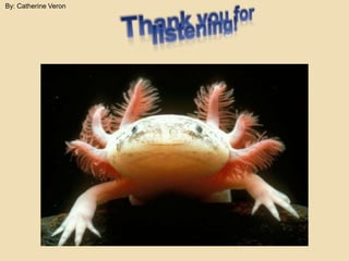 The Axolotl | PPTX