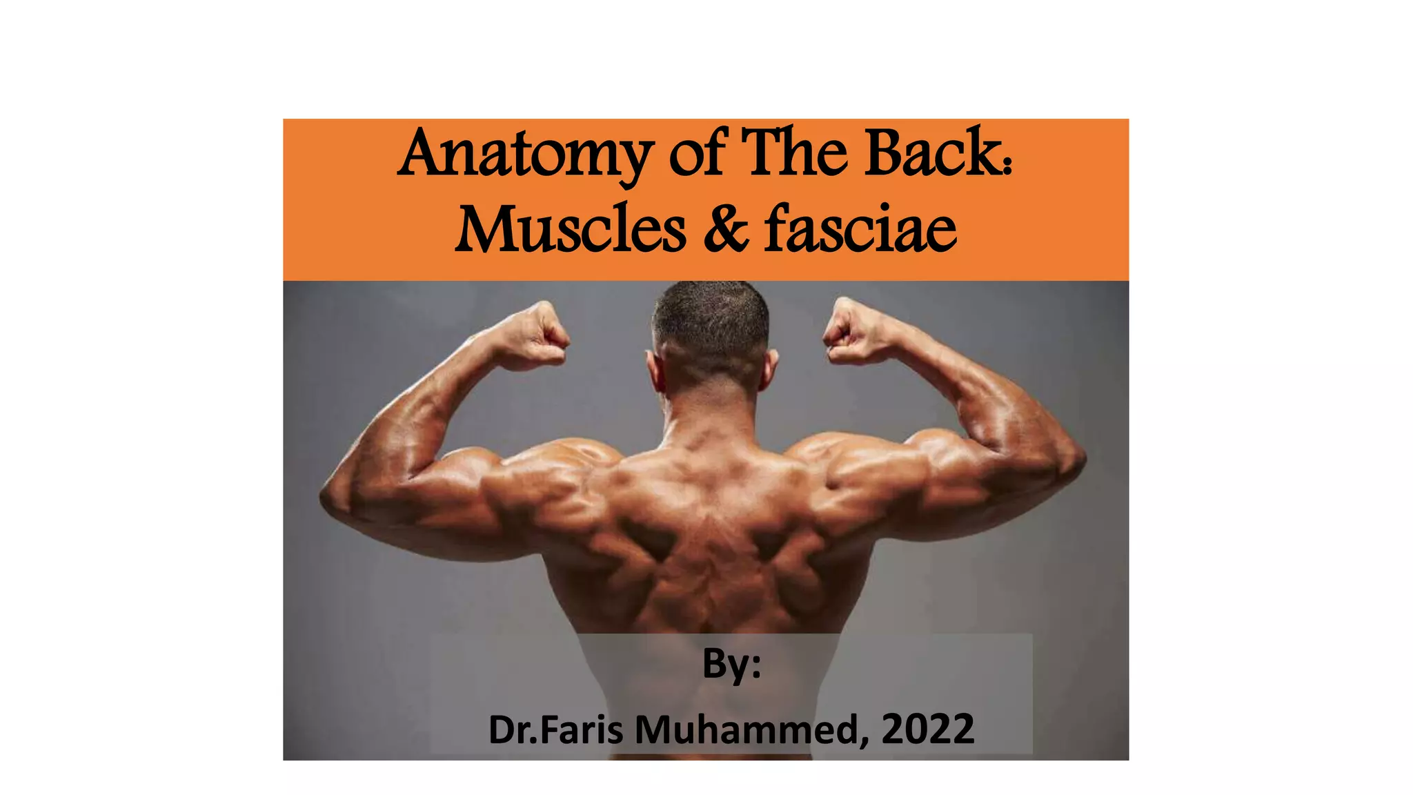 The back anatomy | PPTX