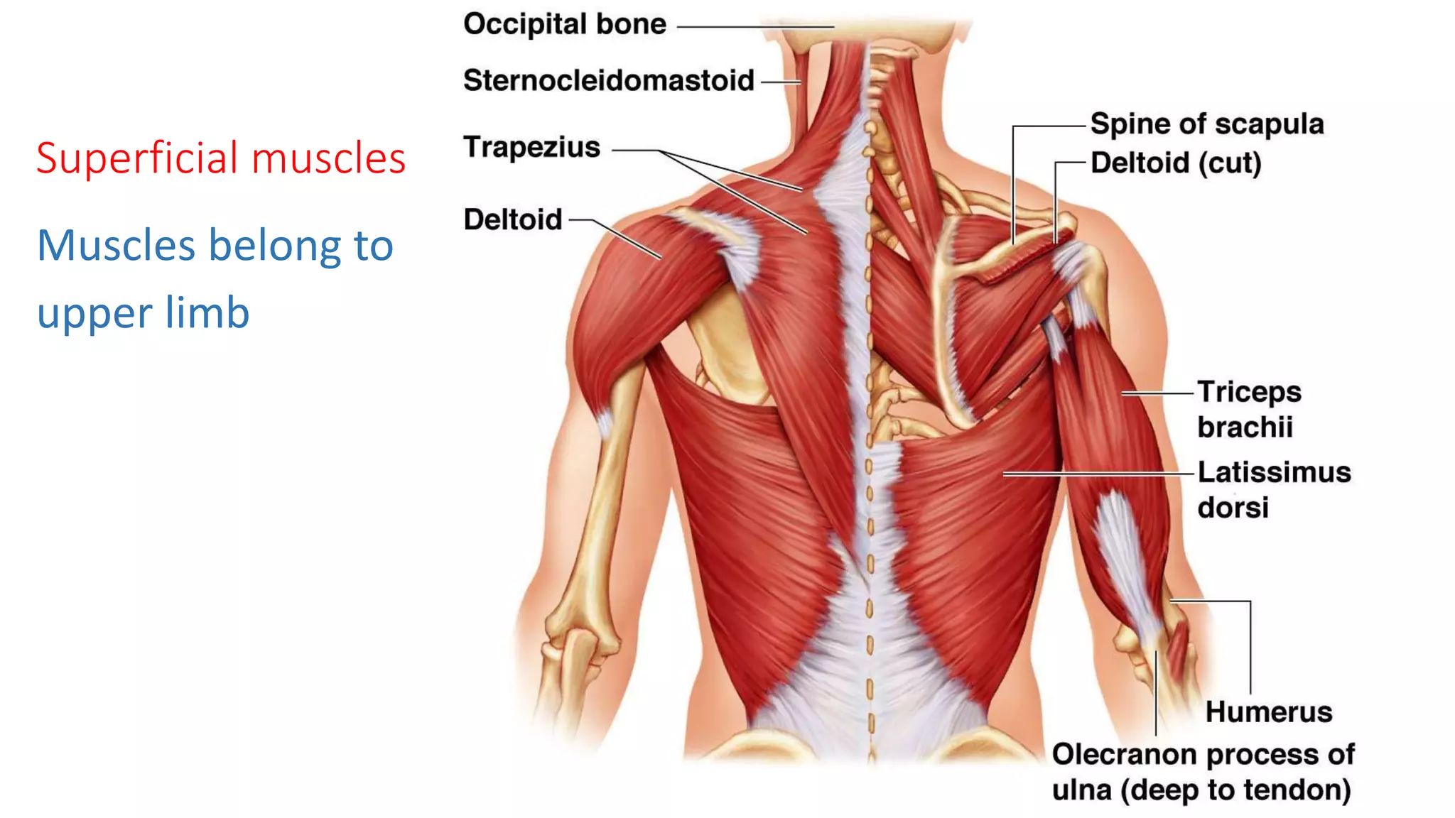 The back anatomy | PPTX