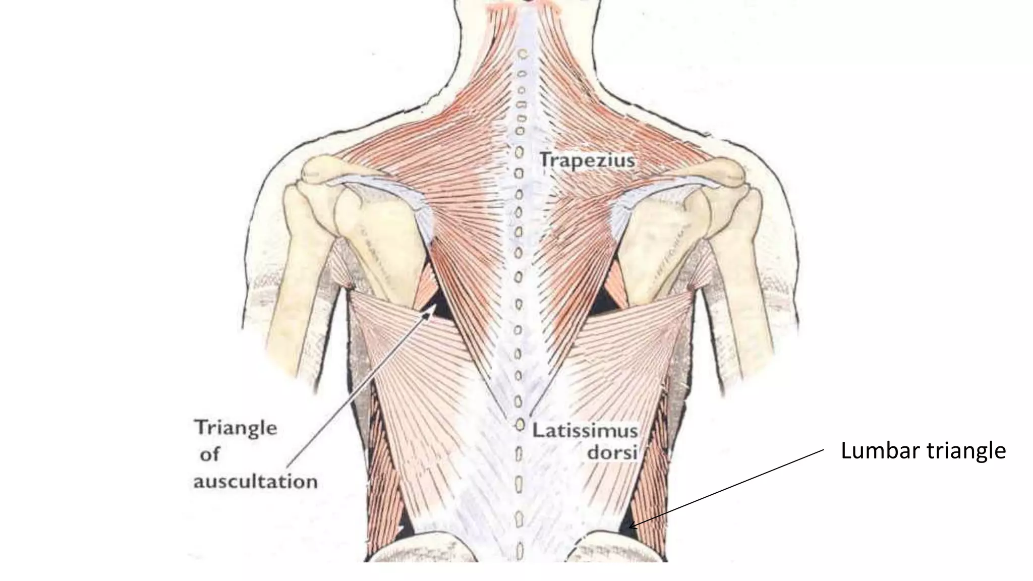 The back anatomy | PPTX