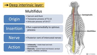 The back anatomy | PPTX
