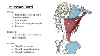 The back anatomy | PPTX