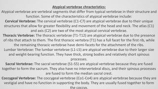 The back chap2 anatomy.pptx