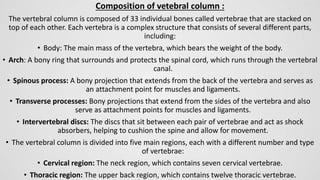 The back chap2 anatomy.pptx