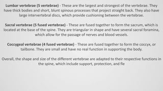 The back chap2 anatomy.pptx