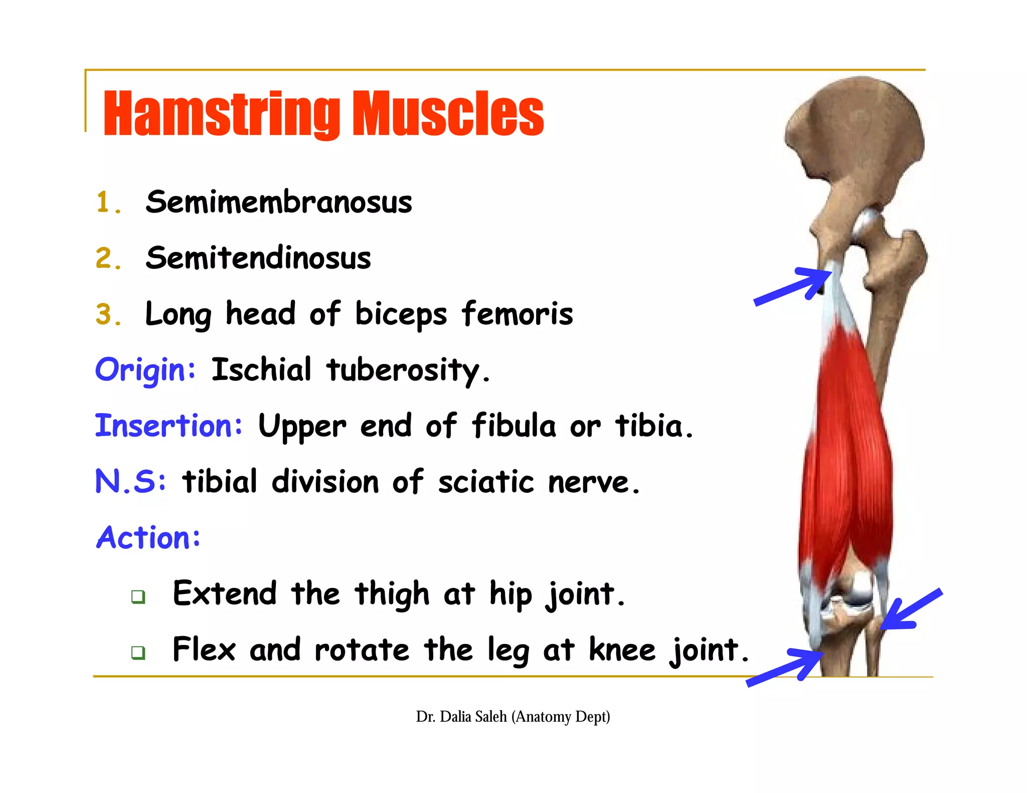 The back of the thigh and popliteal fossa | PDF