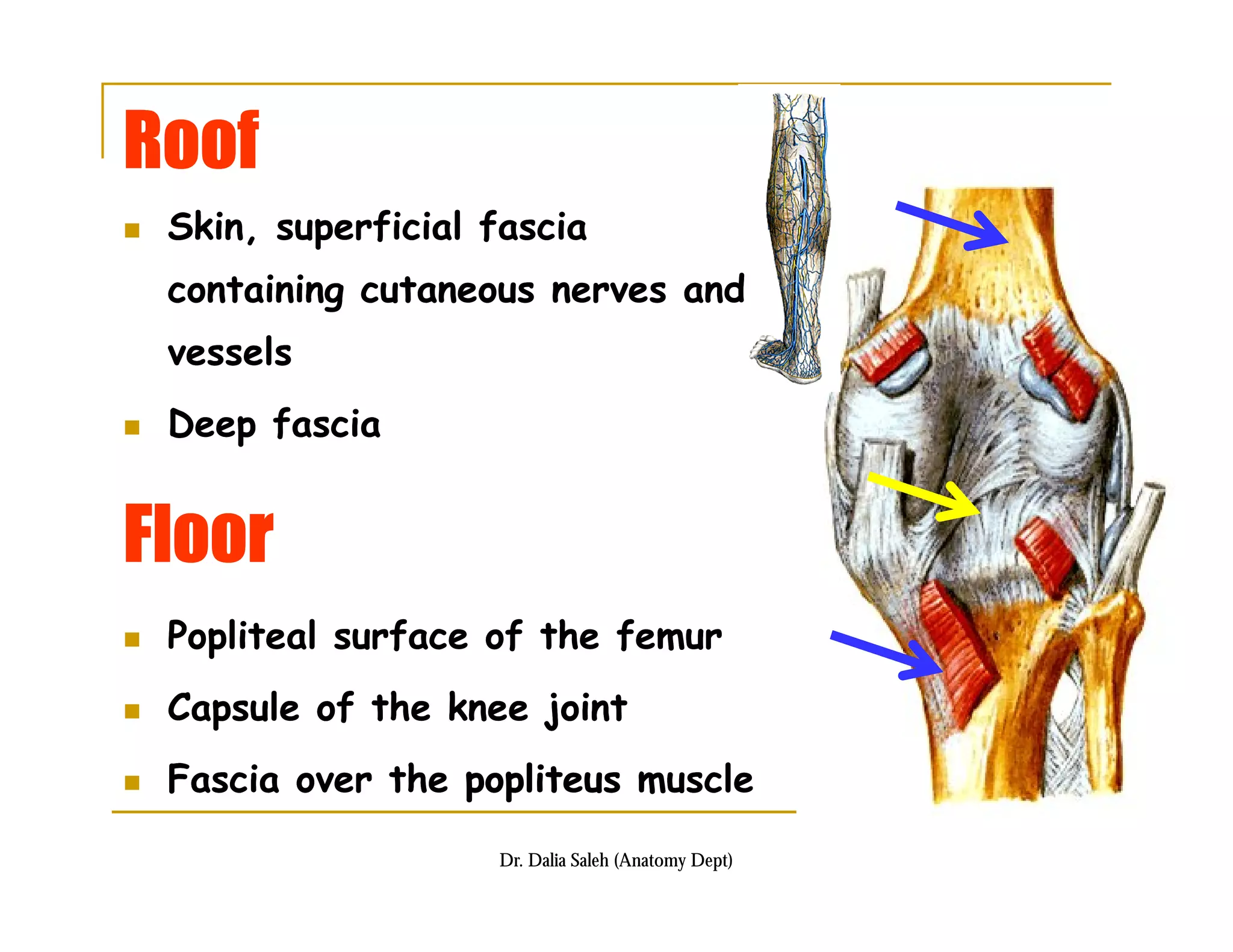 The back of the thigh and popliteal fossa | PDF | Death, Injury, or ...