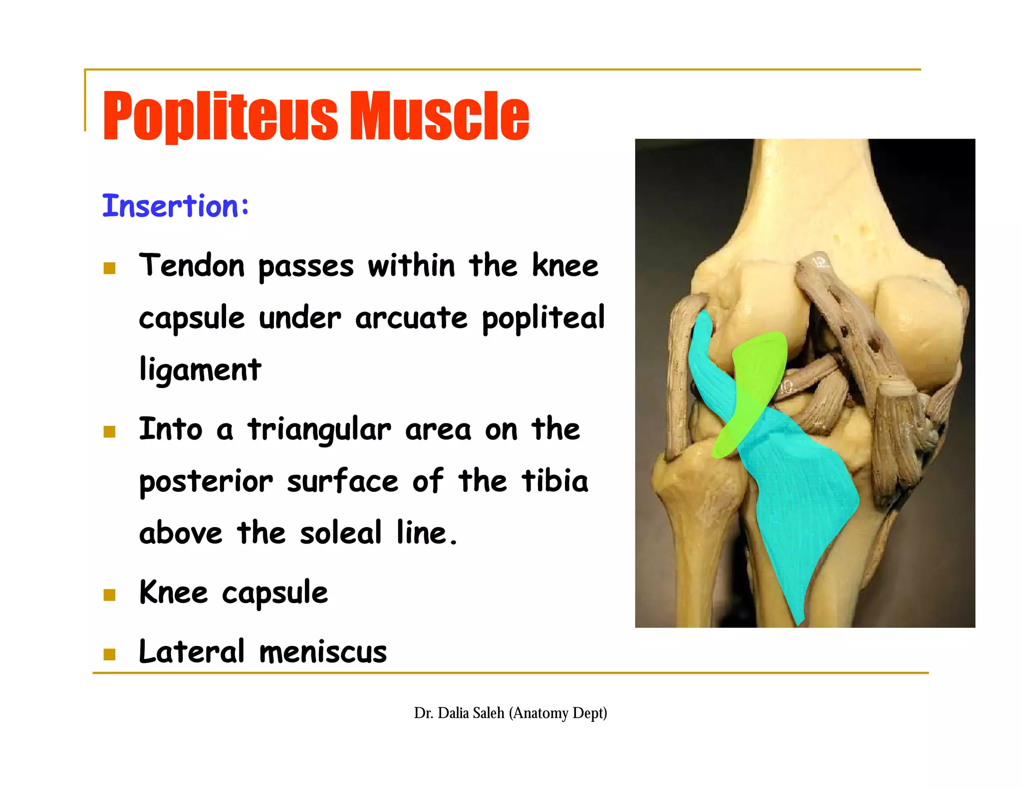 The back of the thigh and popliteal fossa | PDF