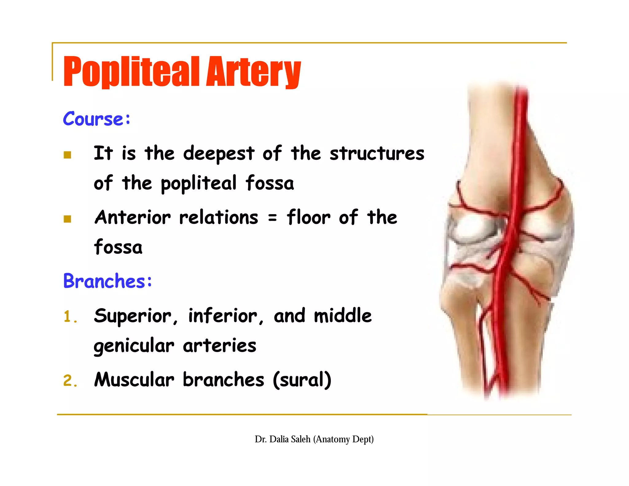 The back of the thigh and popliteal fossa | PDF
