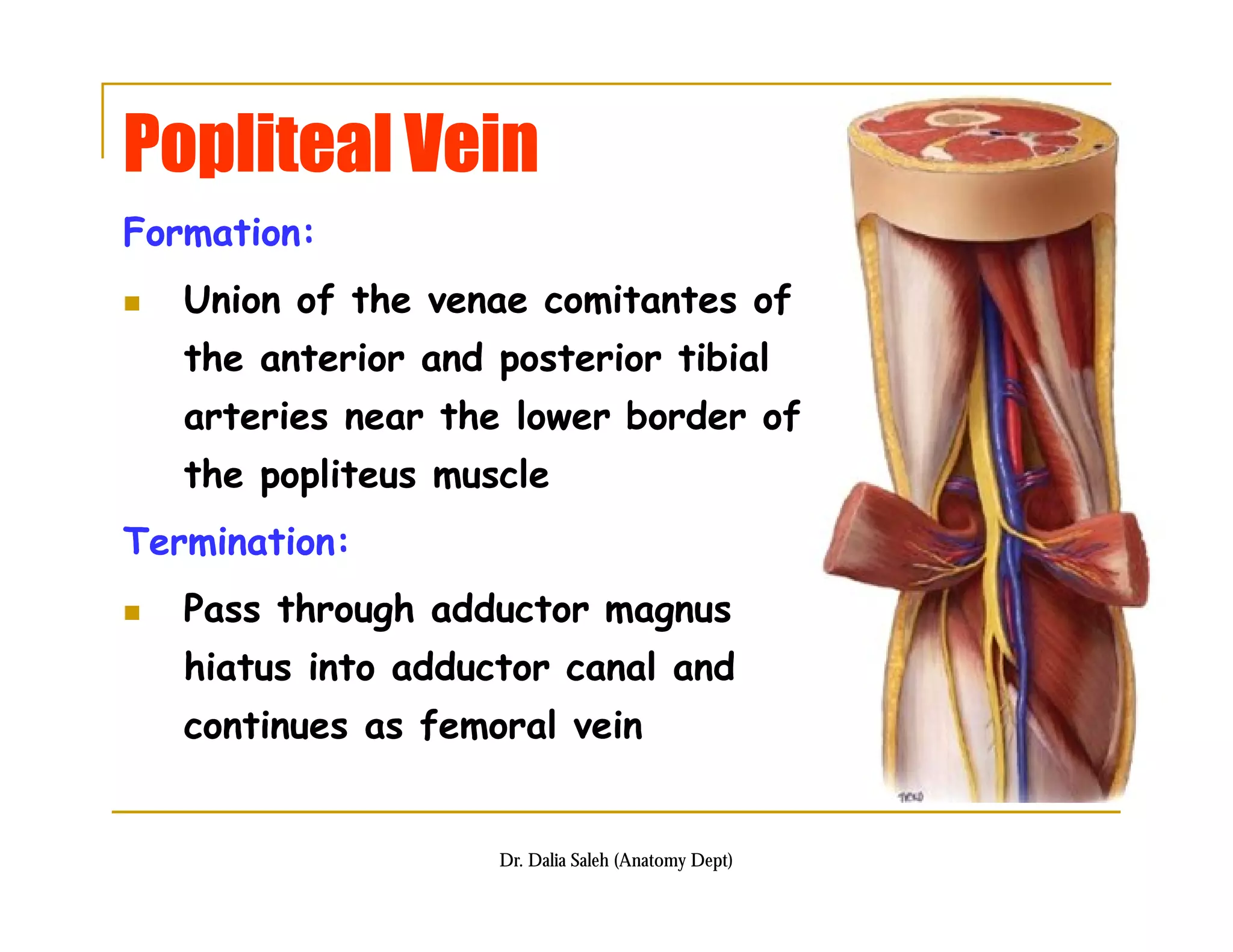 The back of the thigh and popliteal fossa | PDF
