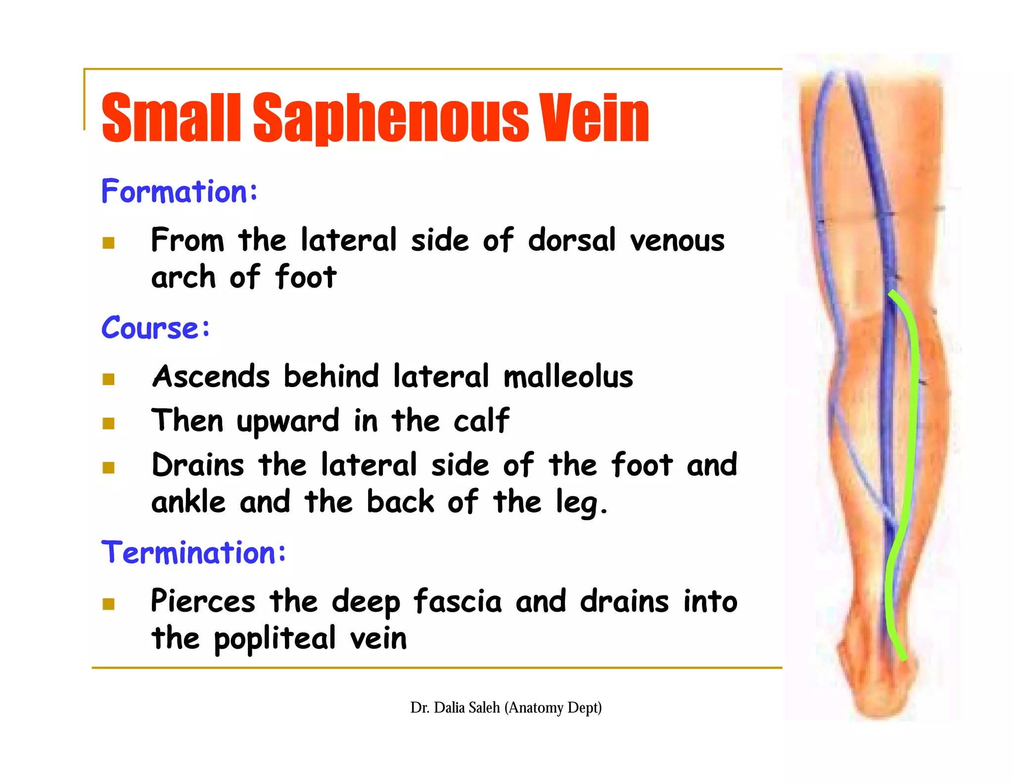 The back of the thigh and popliteal fossa | PDF