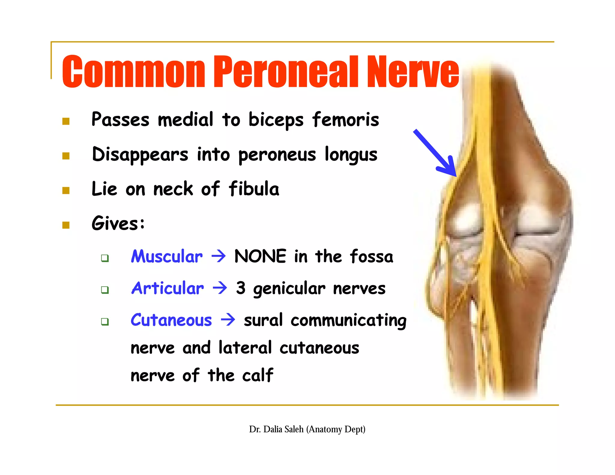 The back of the thigh and popliteal fossa | PDF
