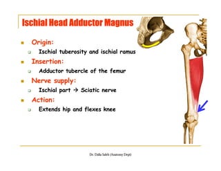 The back of the thigh and popliteal fossa | PDF