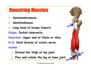 The back of the thigh and popliteal fossa | PDF