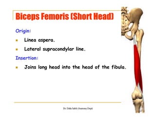 The back of the thigh and popliteal fossa | PDF